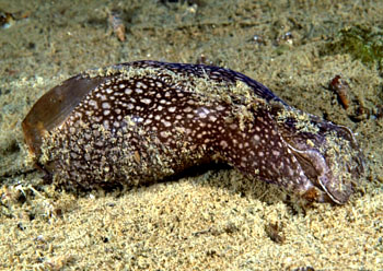 无J目（海兔目）Anaspidea 蓝色动物学（中国动物学科普）